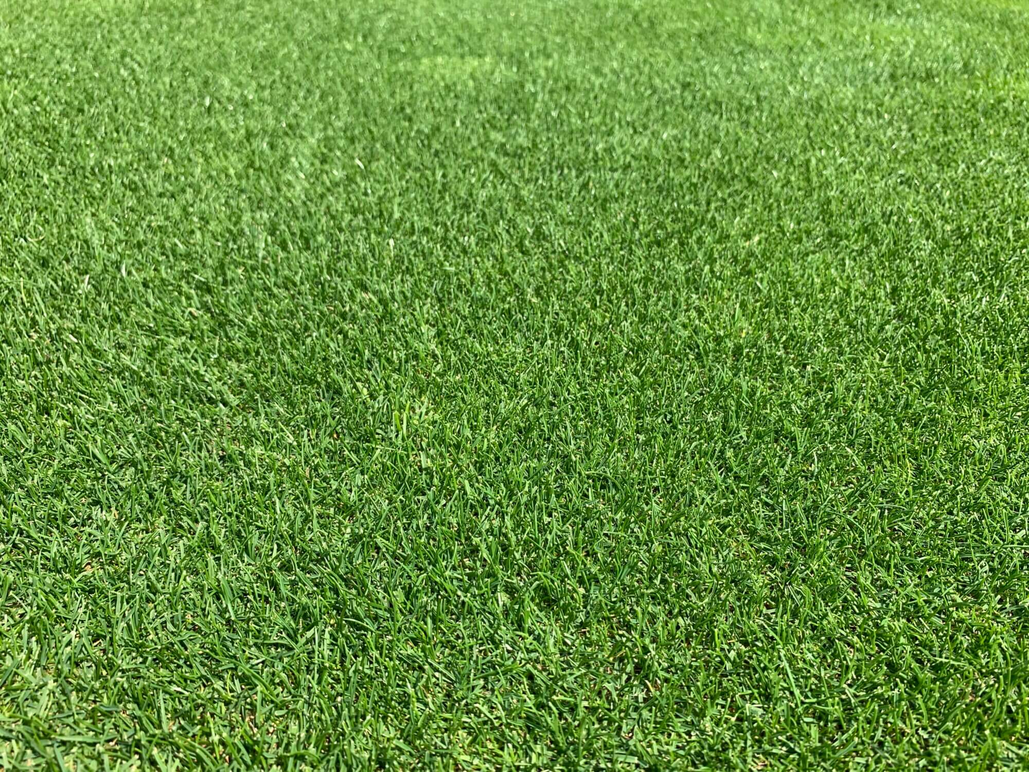 Explore the Different Types of Grass at Augusta National %%page%% %%sep ...