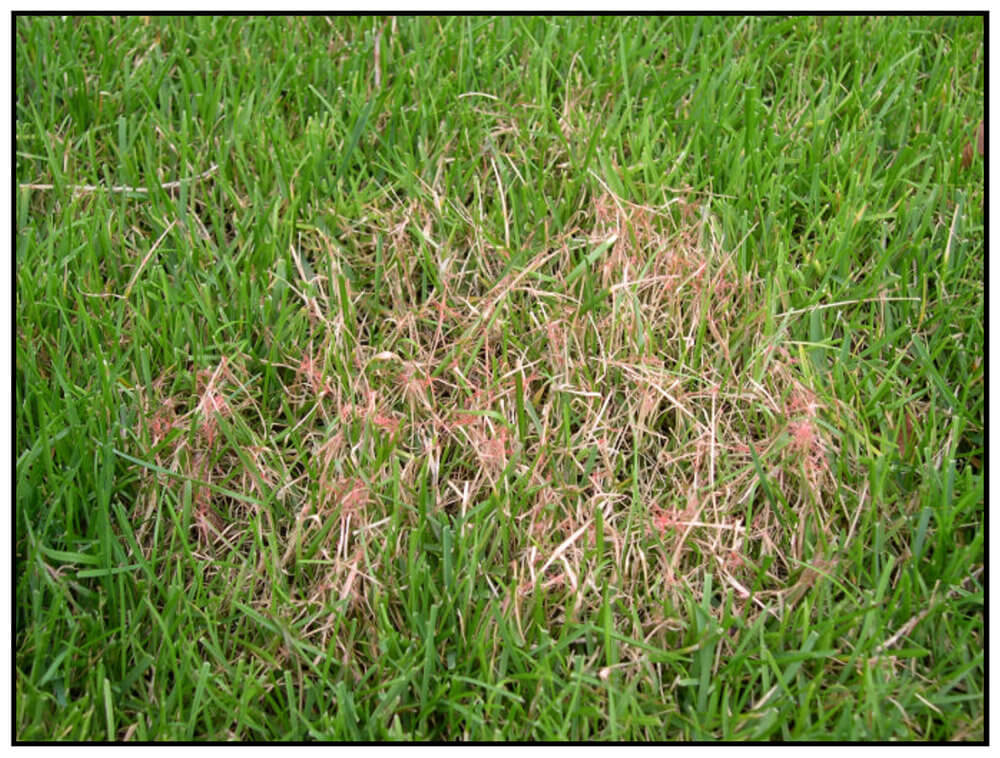 Red Thread Disease In Turf and Lawns: Detection and Prevention – Grass ...