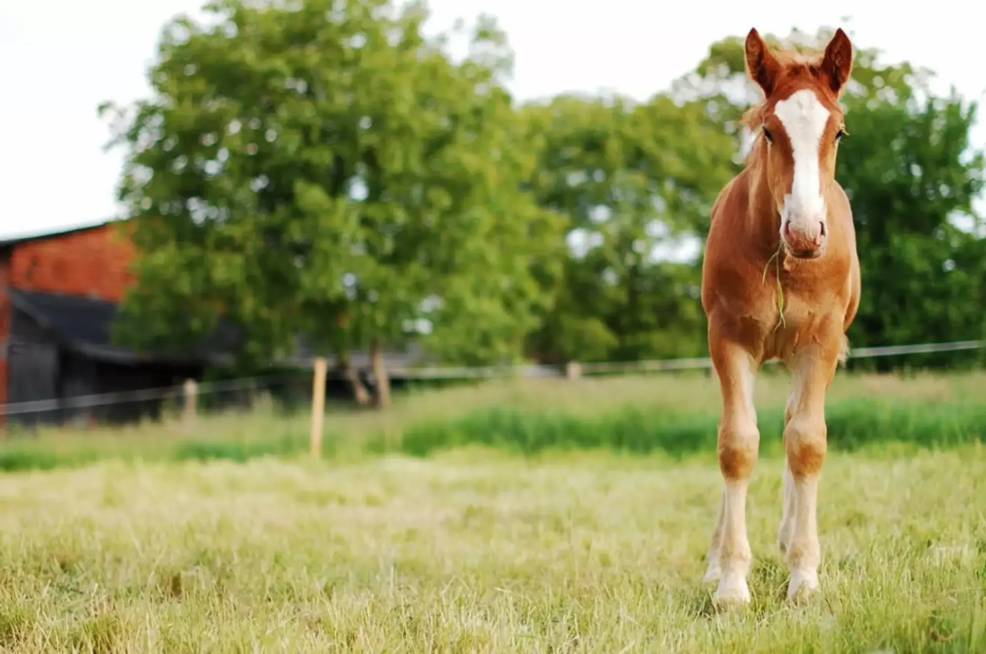 Guide to Setting Up a Horse Paddock | Grass Seed Online