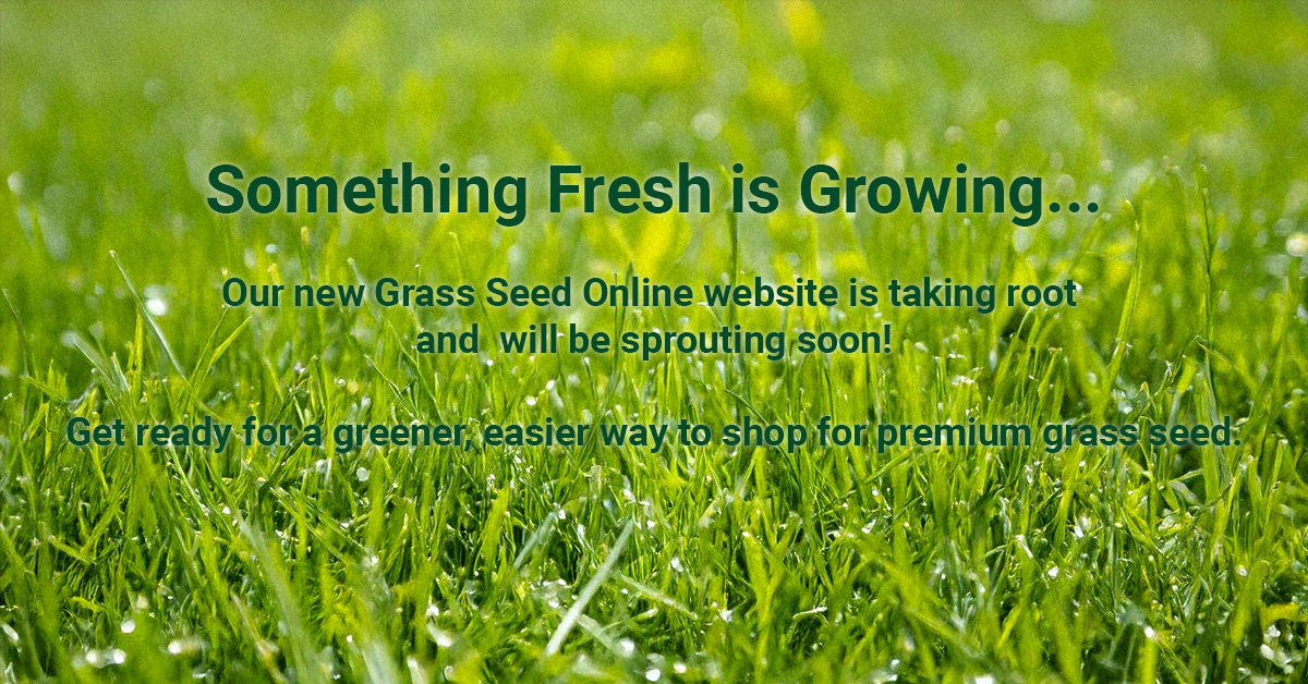 Perennial Ryegrass Grass Species Guide | Grass Seed Online