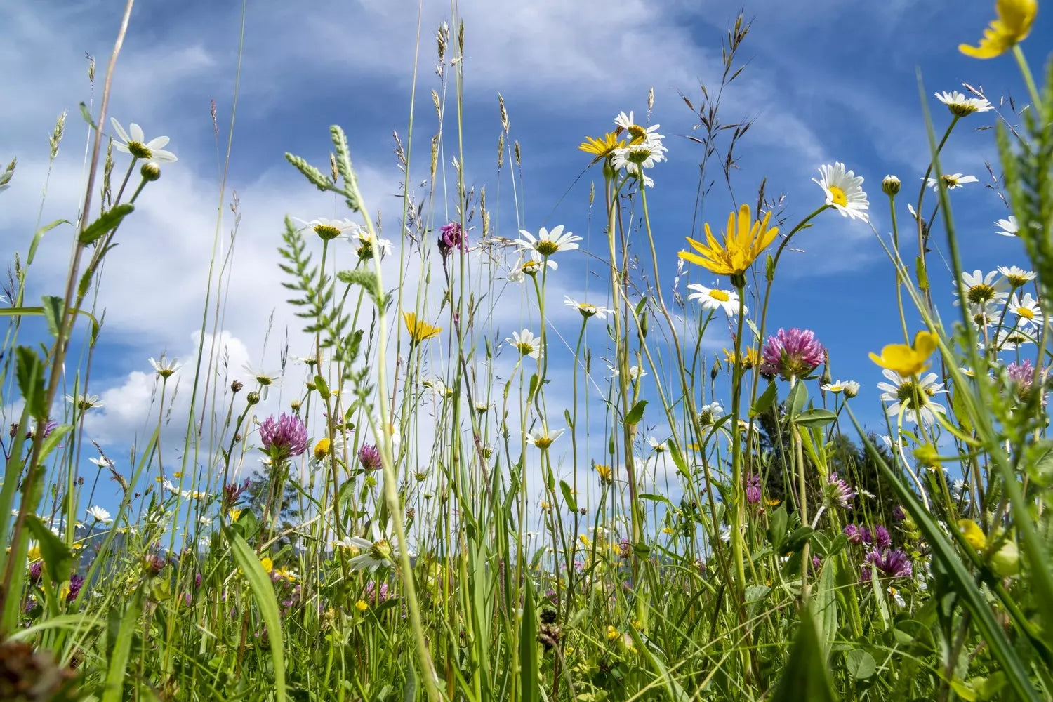 Buy Wildflower Seed Mixes | Wild Meadow Flowers | UK – Grass Seed Online