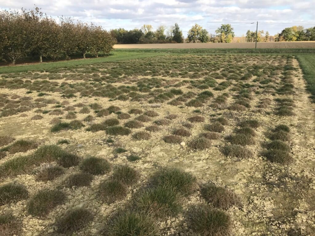 Where Does Grass Seed Come From A Comprehensive Guide