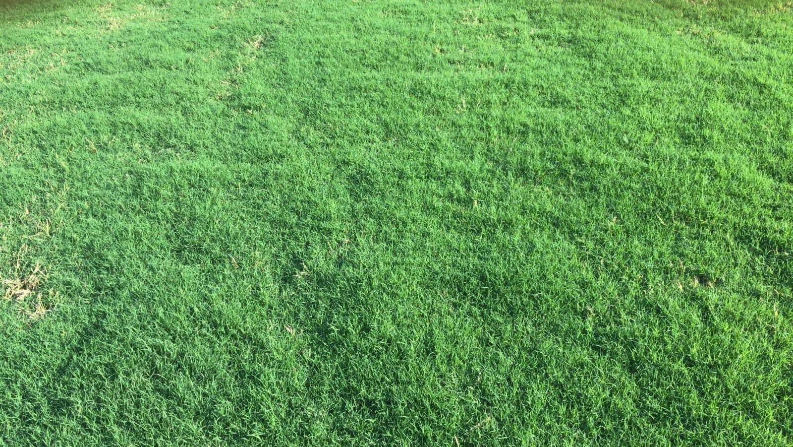 Bermuda lawn grass store